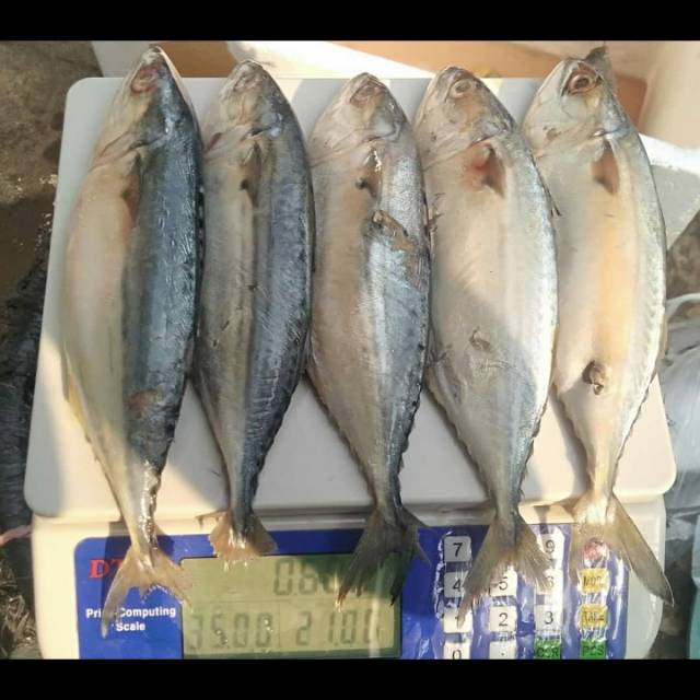 Jual Ikan fresh Kembung banjar 500 gram 25.000 | Shopee Indonesia