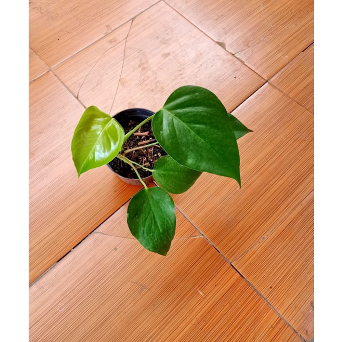 Jual monstera hijau monstera borsigiana monstera deliciosa varietas ...
