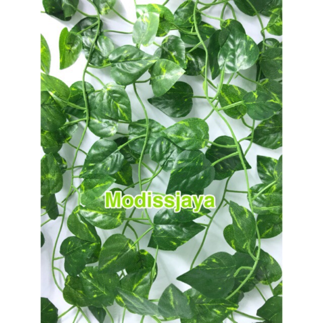 Jual Daun rambat sri gading kecil 1meter | Shopee Indonesia