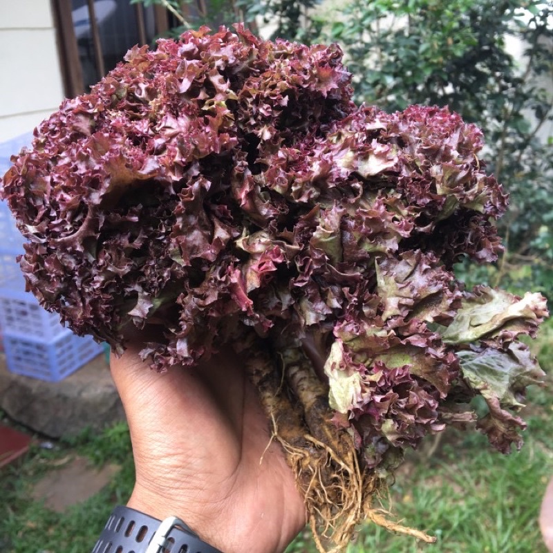 Jual Lolorosa / selada keriting merah / lollo rosso lettuce | Shopee ...