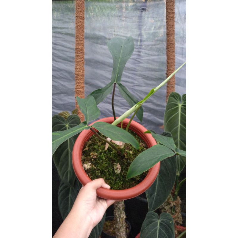 Jual Philodendron code 69686 philo kode | Shopee Indonesia