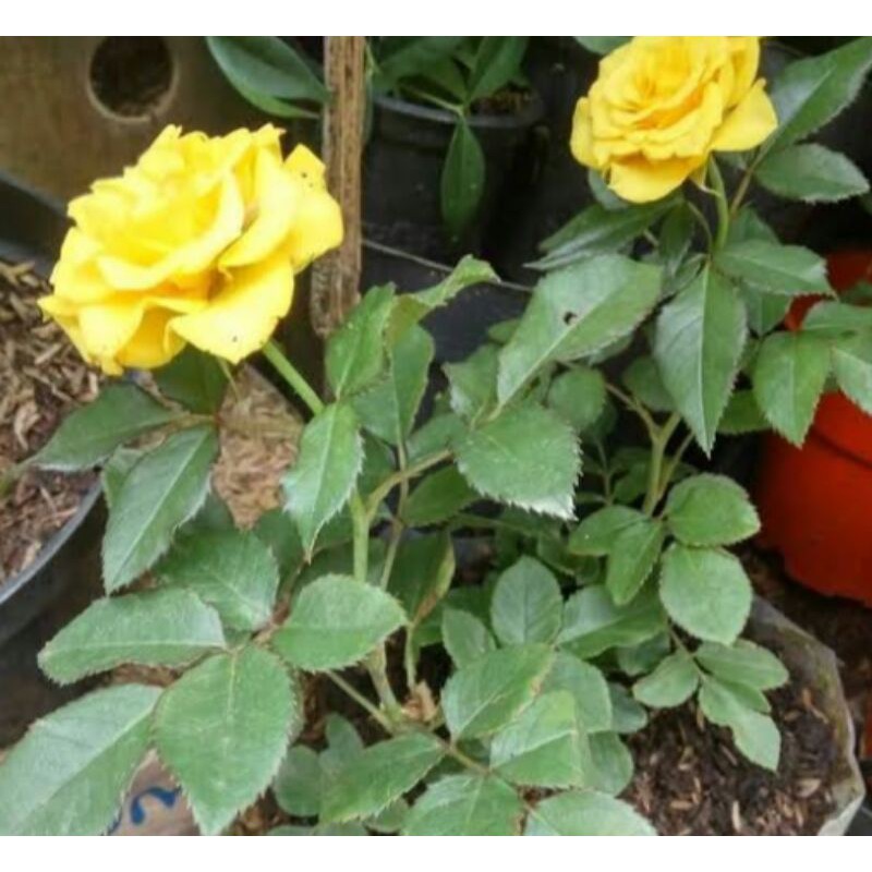 Jual Tanaman Hias hidup bunga mawar | Shopee Indonesia