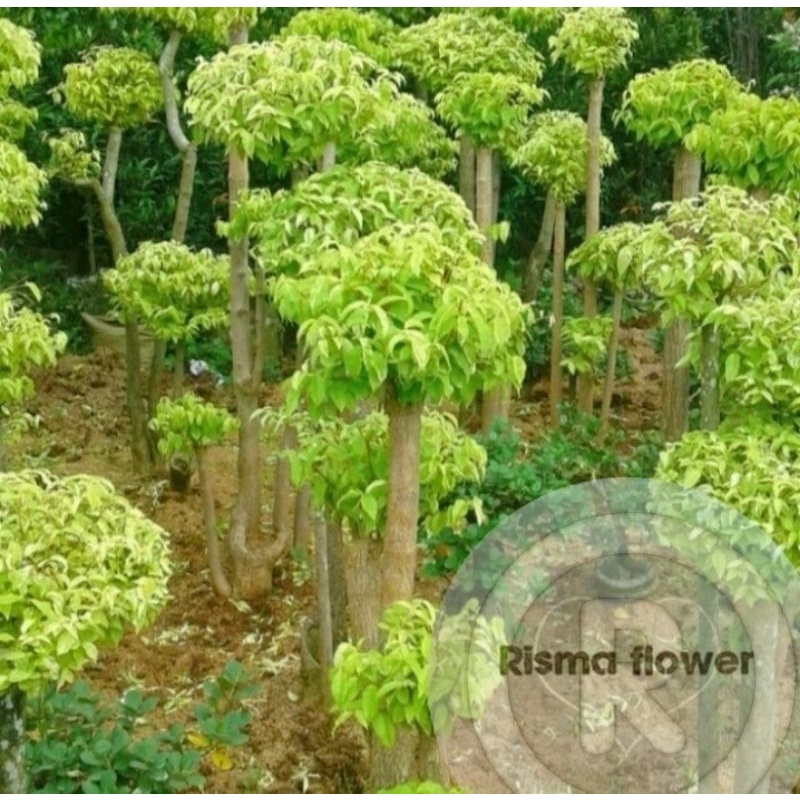 Jual Pohon bonsai anting putri ± 1 meter ( tanaman hias bonsai anting ...