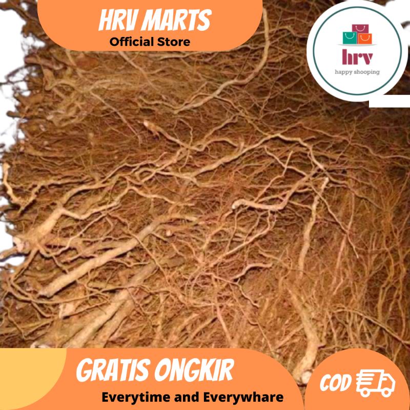 Jual Akar Kayu Senggani Hiasan Aquascape 1 pcs | Shopee Indonesia