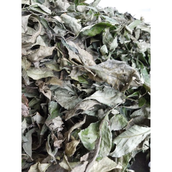 Jual Jual daun keji beling atau kibeling kering 100gram | Shopee Indonesia Jual Jual daun keji beling atau kibeling kering 100gram | Shopee Indonesia