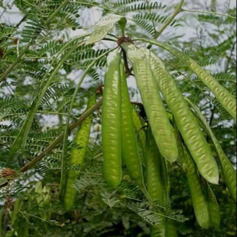 Jual petai padi petai cina lamtoro segar | Shopee Indonesia