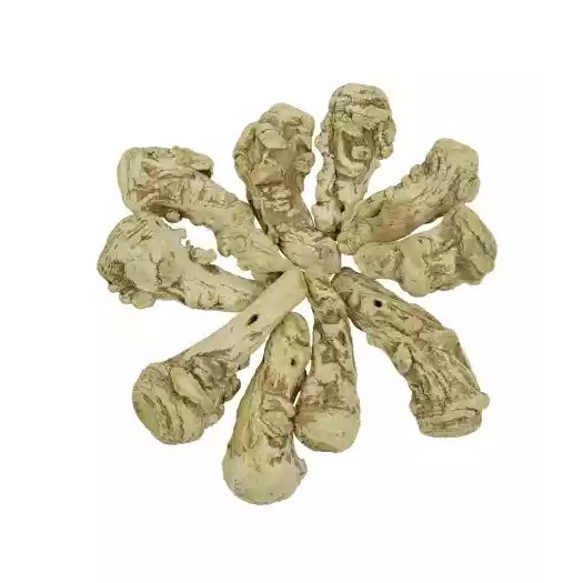 Jual 10 G 50 GR 100 GRAM 当归头块 TANG KUEI TAU THAU DONG QUAI TOU TONG KUI ...