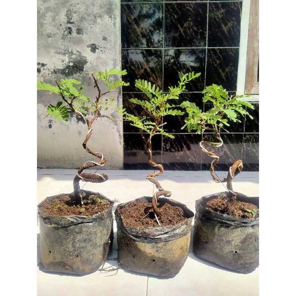 Jual bahan bonsai asem jawa pelintir gerak dasar | Shopee Indonesia