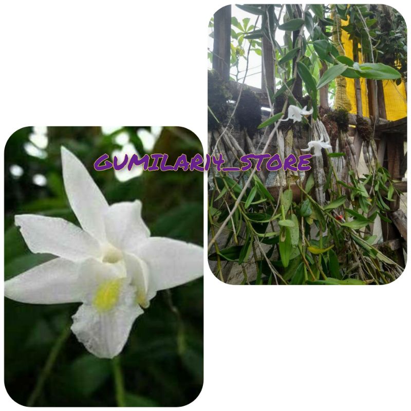 Jual Anggrek Dendrobium Merpati Siap Bunga | Shopee Indonesia