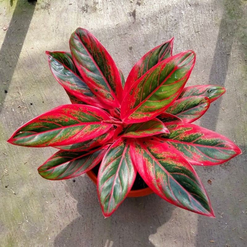 Jual Tanaman Hias Aglonema Hybrid Jayanti / Bunga Hias Hybrid Lokal ...