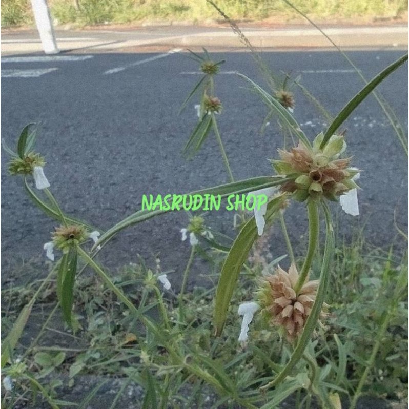 Jual BIBIT BUNGA PACI PACI 50 TANGKAI | BIBIT DAUN PACI PACI | BIBIT ...