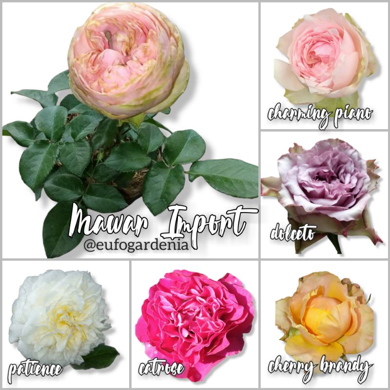 Jual eufogardenia | Bunga Mawar Import | Tanaman Mawar Import | Mawar ...