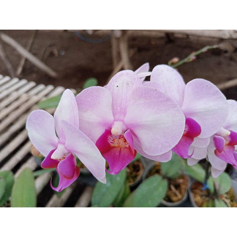 Jual anggrek bulan grade B afkiran pink lidah ungu phalaenopsis hybrid ...