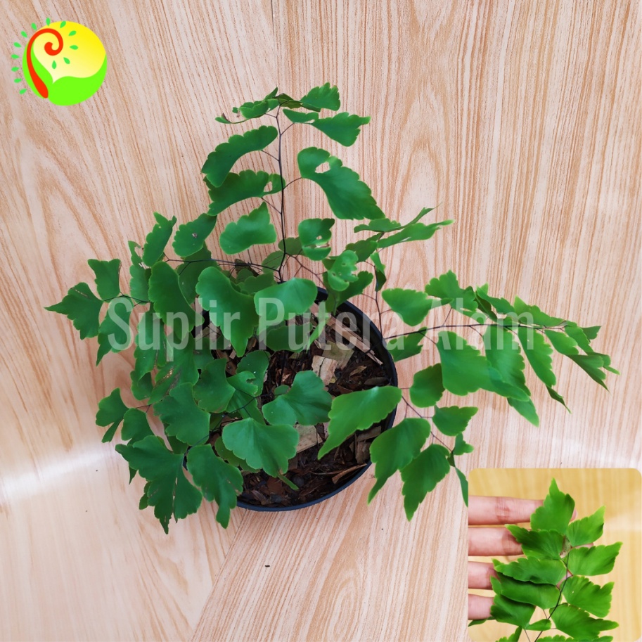 Jual Suplir Belimbing/Adiantum/Fern/Tumbuhan Paku/ tanaman hias suplir ...