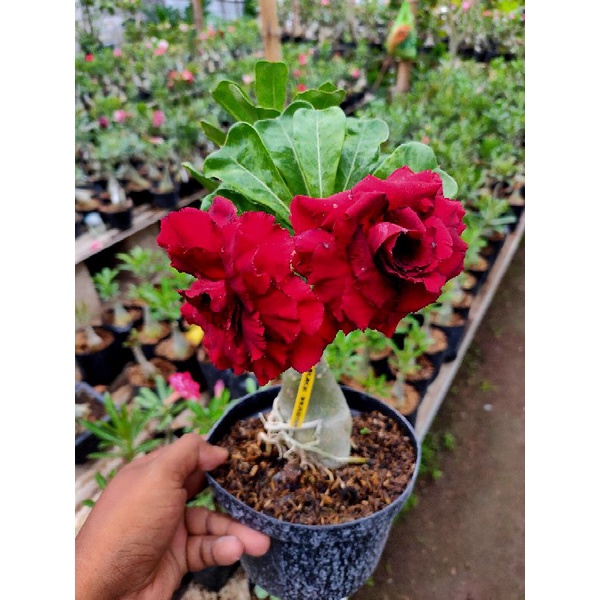 Jual Adenium/Bunga/Tumpuk | Shopee Indonesia