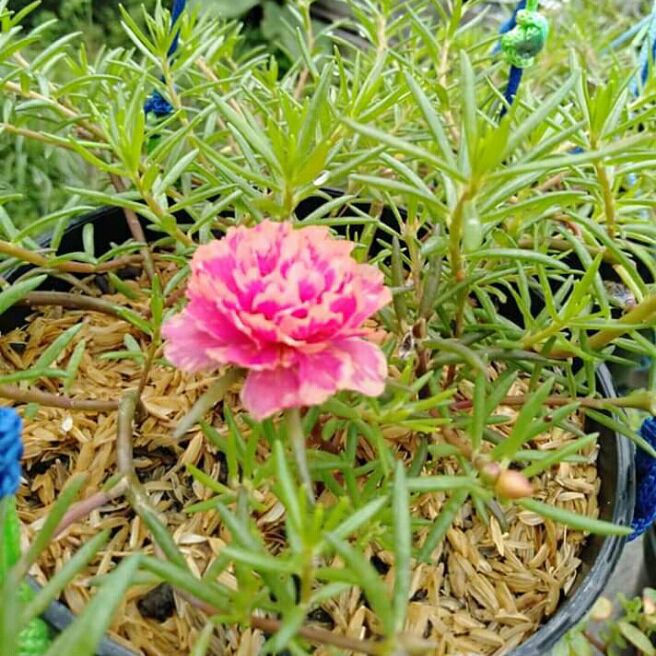 Jual bunga sutra bombay/bunga jam 8/sutera bombay(bonus 1) | Shopee ...