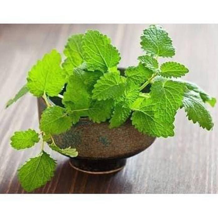 Jual Bibit Benih Biji Tanaman Herbal Daun Mint Spearmint Isi 100 Biji ...