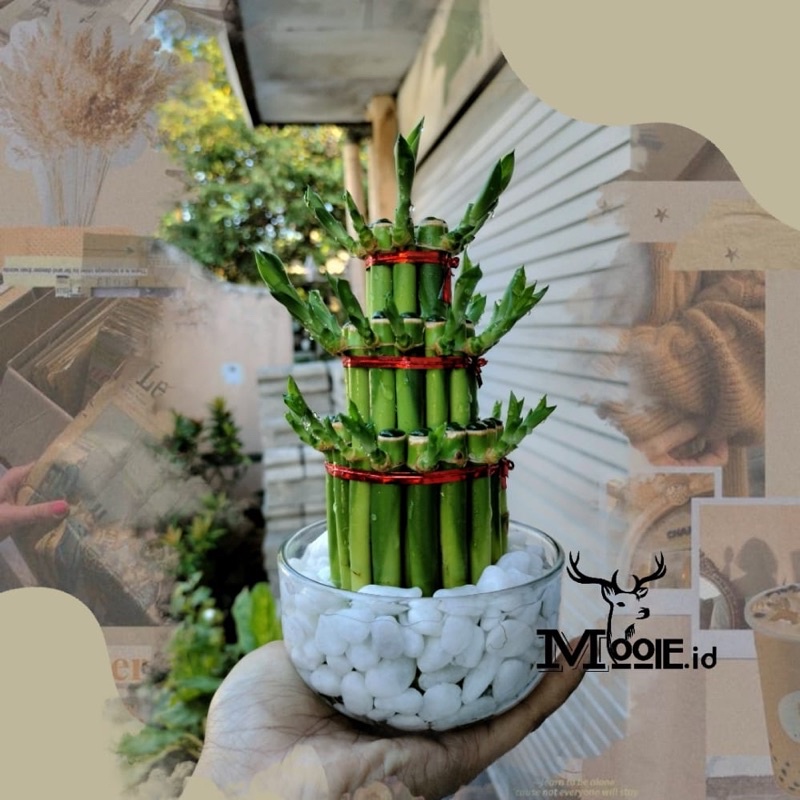 Jual MOOIE.ID - Tanaman Hias Bambu Rejeki 1 Set Batu + Pot Kaca / Bambu ...