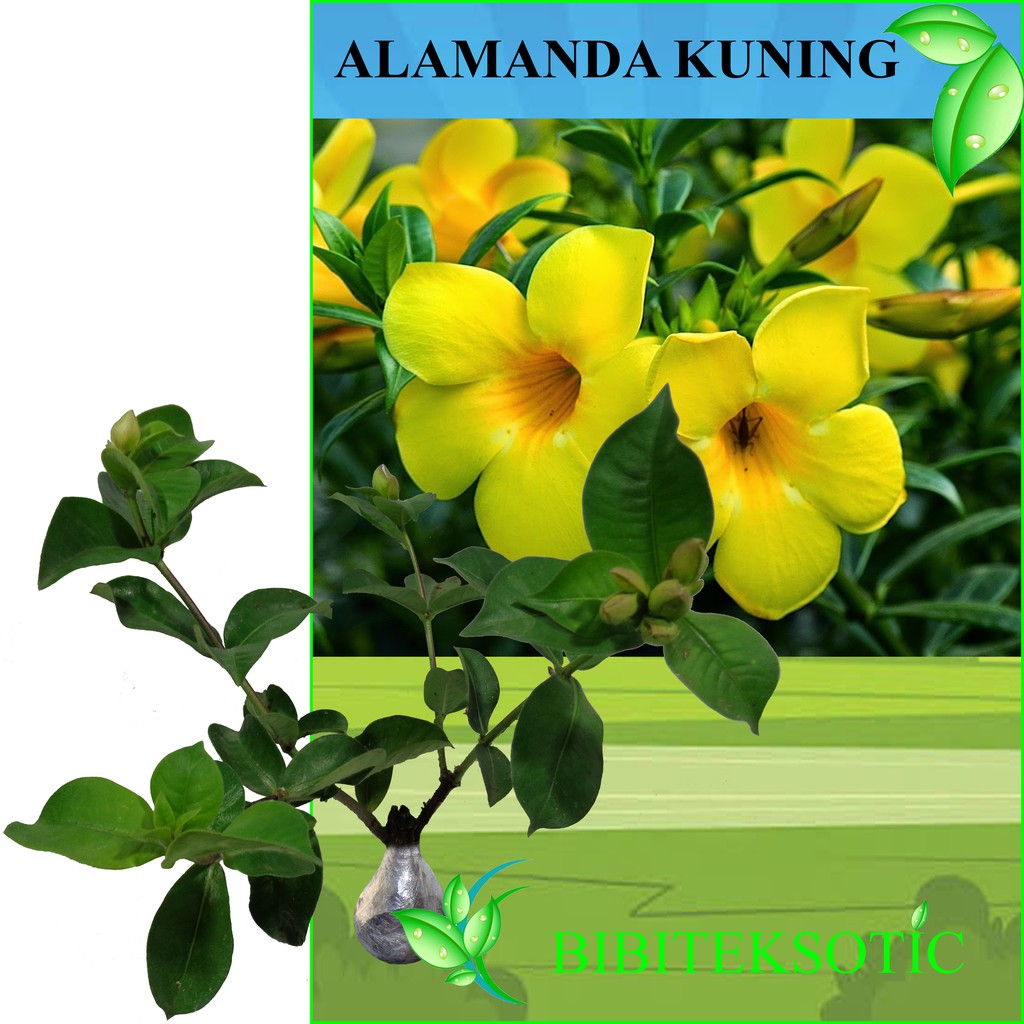 Jual Tanaman Alamanda Kuning | Shopee Indonesia
