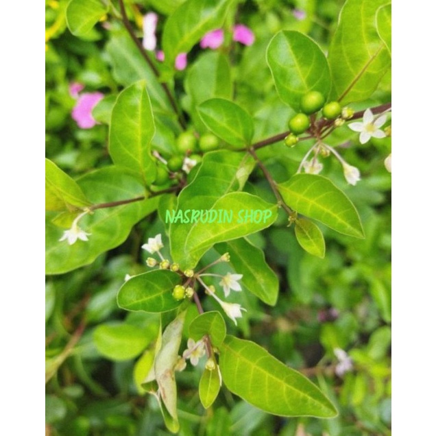 Jual BIBIT SOLANUM DIPHYLLUM 10 POHON / TANAMAN NIGHTSHADE BERDAUN DUA ...