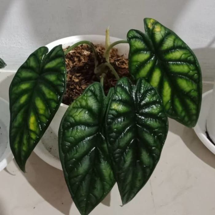 Jual Tanaman Alocasia Dragon scale / BONGOL KELADI TENGKORAK rurbko ...