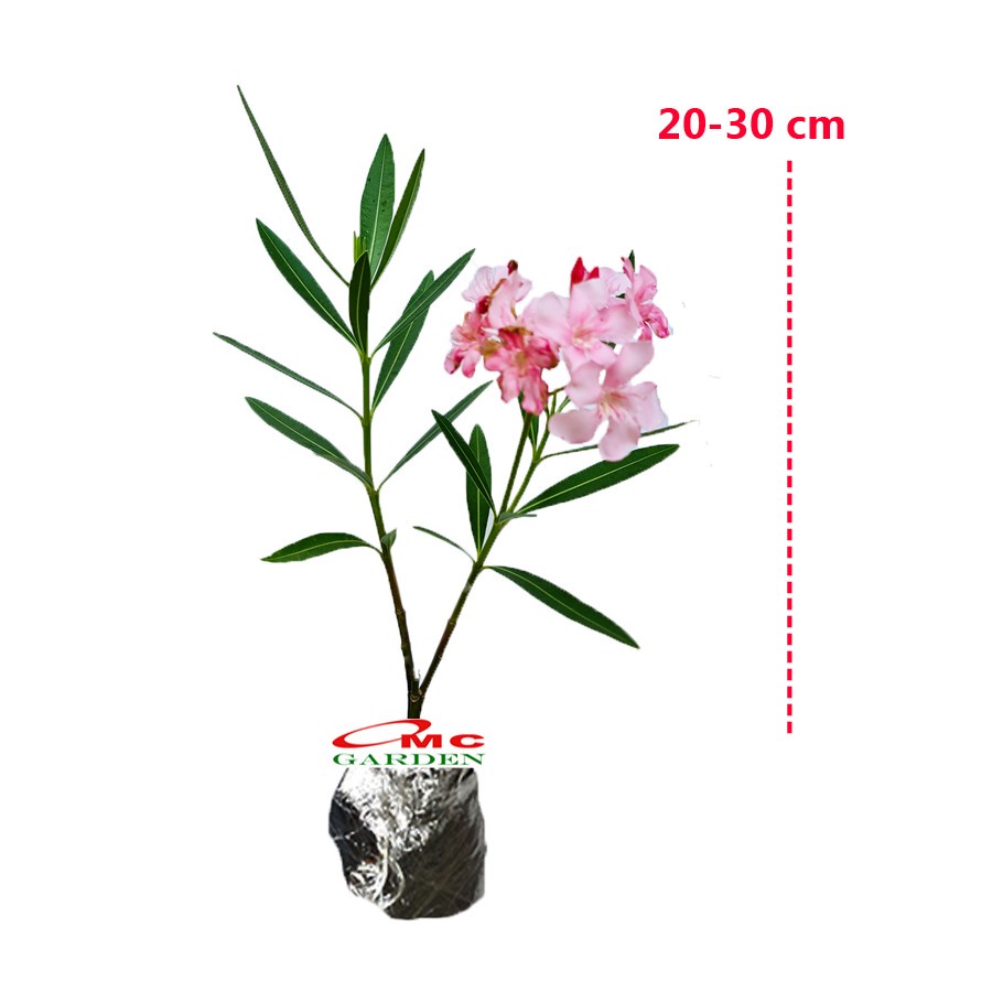 Jual Nerium Oleander Bunga Jepun Jpun Mentega Pink Muda Tanaman Hias ...