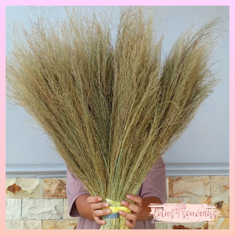 Jual 10 tangkai rumput kering padi-padian | Rumput kering jampang piit ...