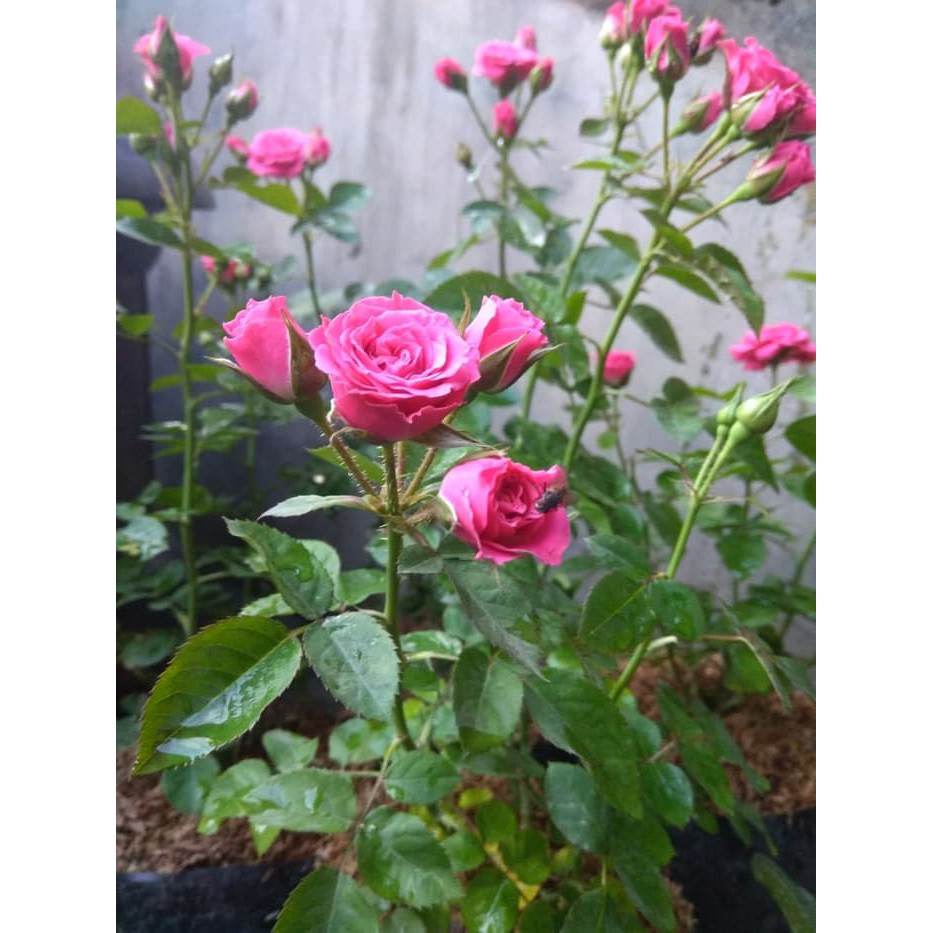 Jual TANAMAN HIAS MAWAR ROSE | BUNGA MAWAR SUDAH BERBUNGA | TANAMAN MAWAR BERDURI | Shopee Indonesia