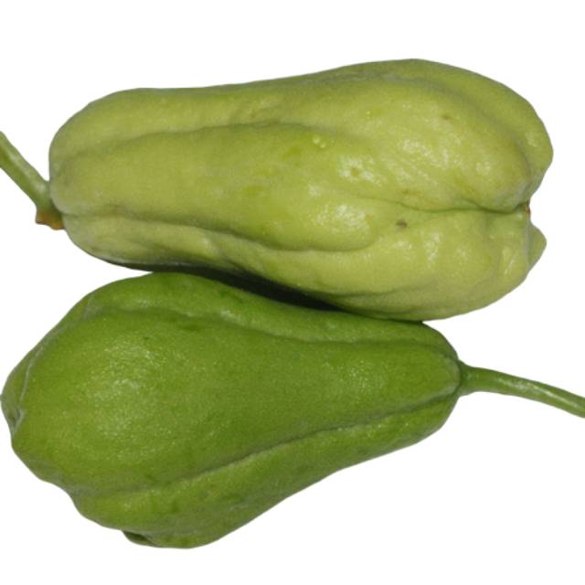 Jual LABU SIAM 15 TON | Shopee Indonesia