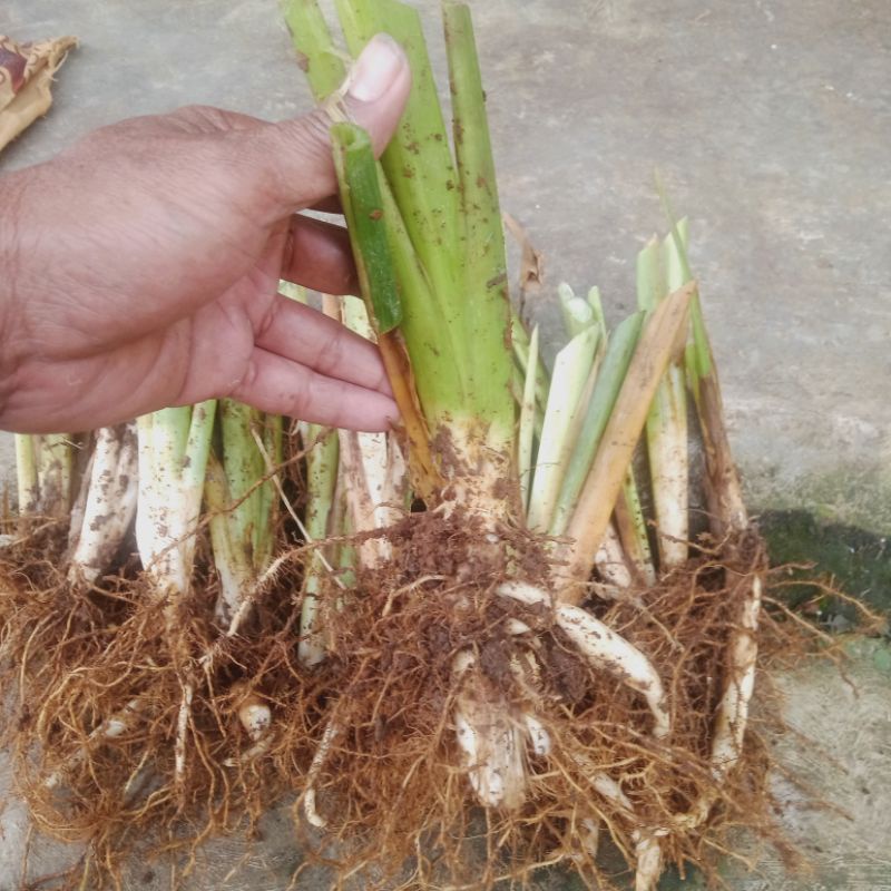 Jual Bibit super umbi Garut atau sagu Isi paket 1 pohon | Shopee Indonesia