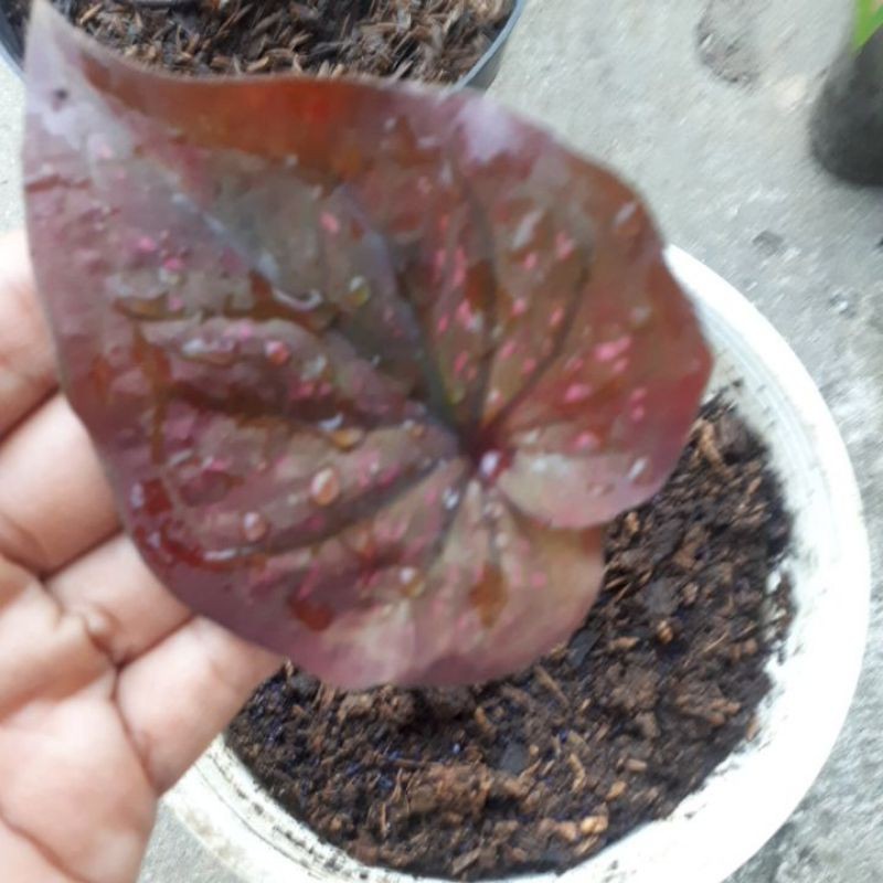 Jual caladium chocolatos / caladium chocolate / keladi cocolate ...