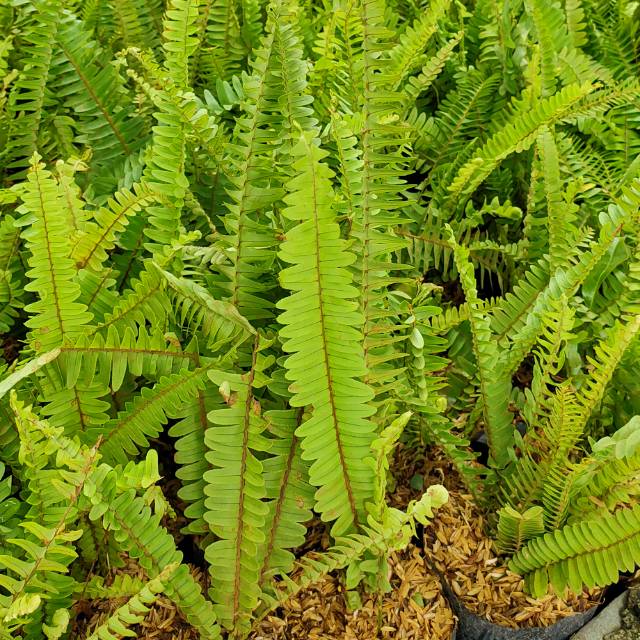 Jual Pakis kelabang | Shopee Indonesia