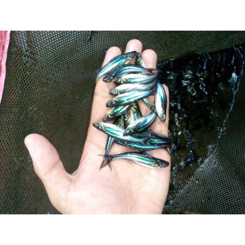 Jual Bibit ikan patin saize 5-7 cm | Shopee Indonesia