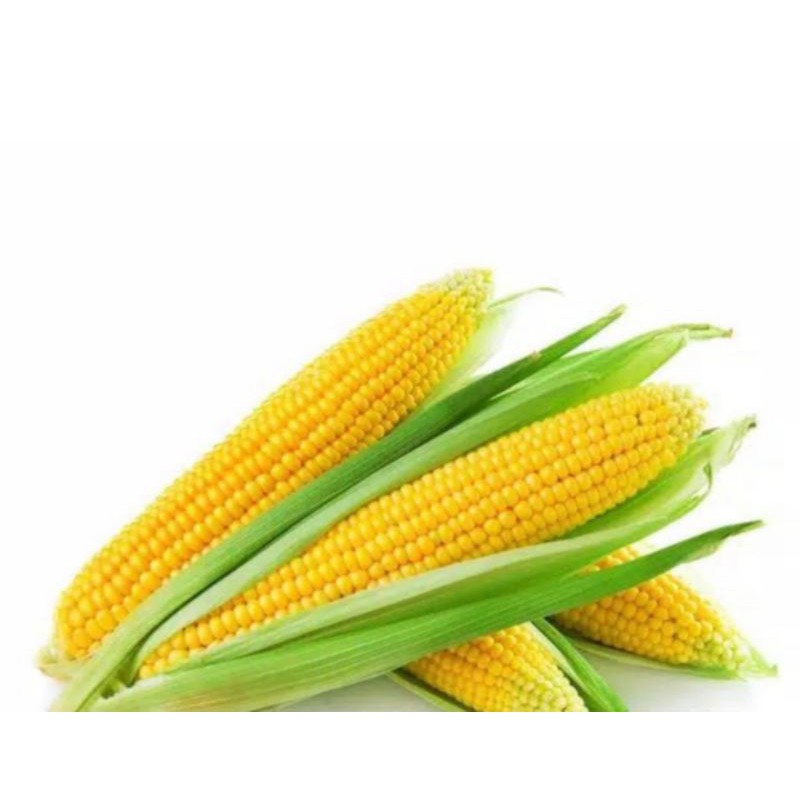 Jual Jagung Manis madu per pcs | Shopee Indonesia
