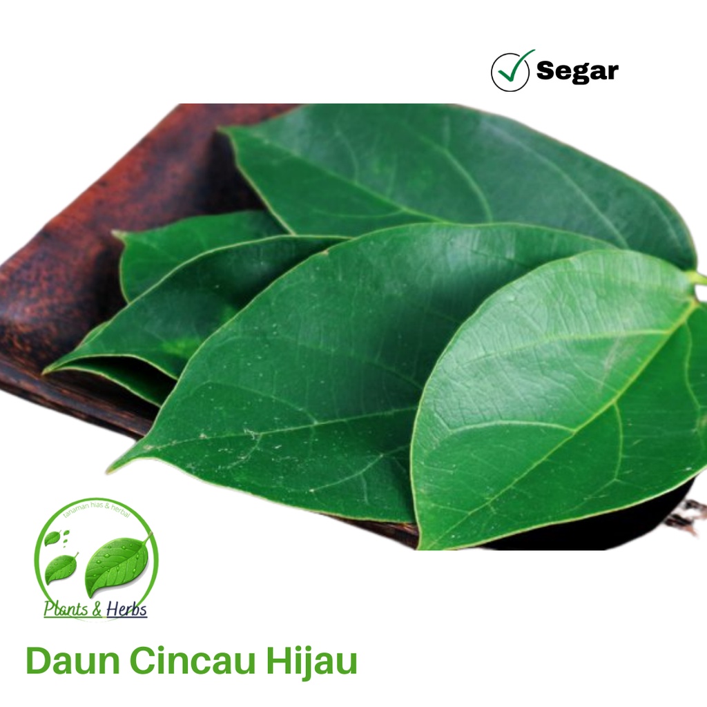 Jual Daun Cincau Hijau Segar 1Kg - Daun Kipanas Cincau Perdu jelly ...