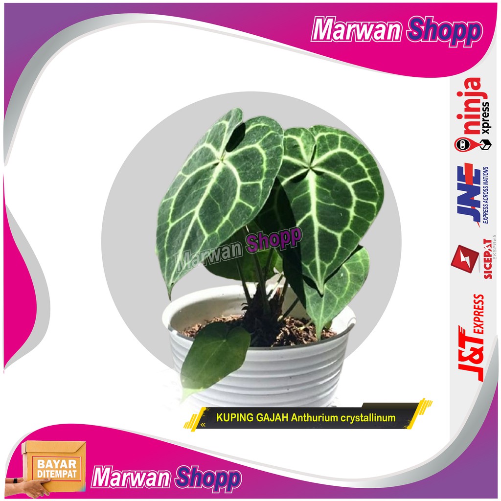 Jual TANAMAN HIAS Anthurium crystallinum KUPING GAJAH MARWAN SHOPP ...