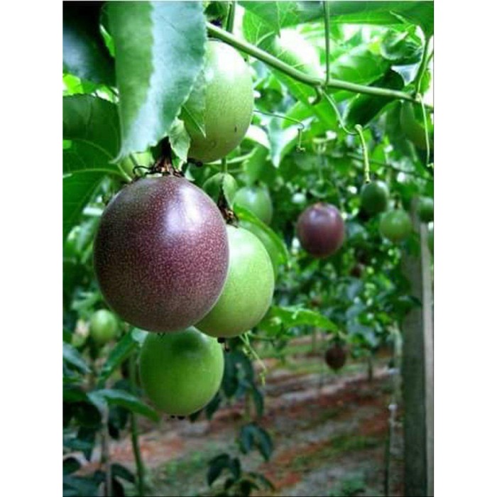 Jual Bibit tanaman buah markisa | Shopee Indonesia