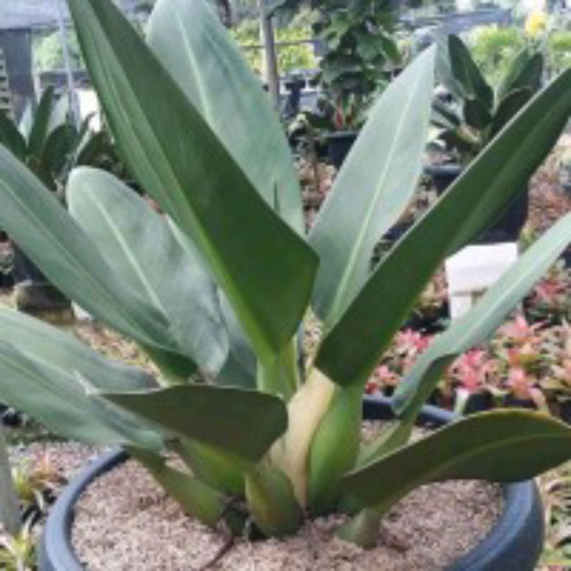 Jual Philo Eceng/Philo Katak Besar | Shopee Indonesia