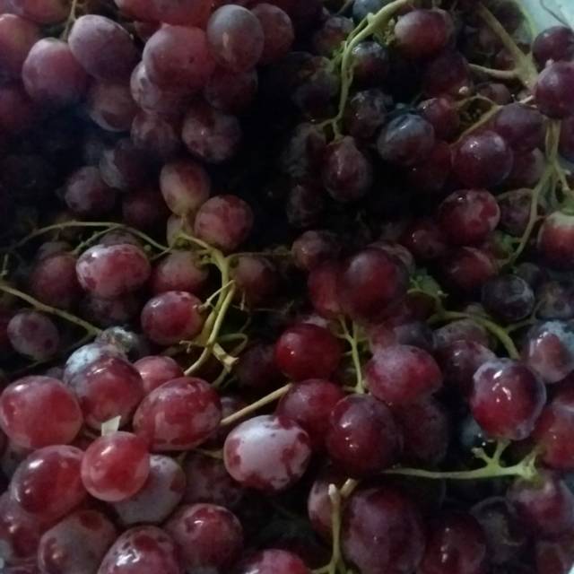 Jual Anggur Merah Australia Biji per 1 kg Rp. 80.000 | Shopee Indonesia