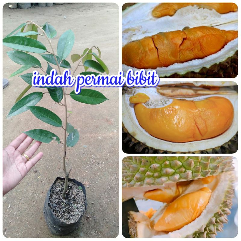 Jual bibit tanaman durian udang merah unggul | Shopee Indonesia Jual bibit tanaman durian udang merah unggul | Shopee Indonesia