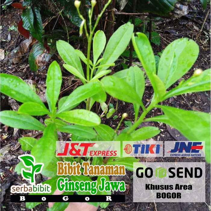 Jual Bibit Tanaman Ginseng Jawa - Som Jawa | Shopee Indonesia