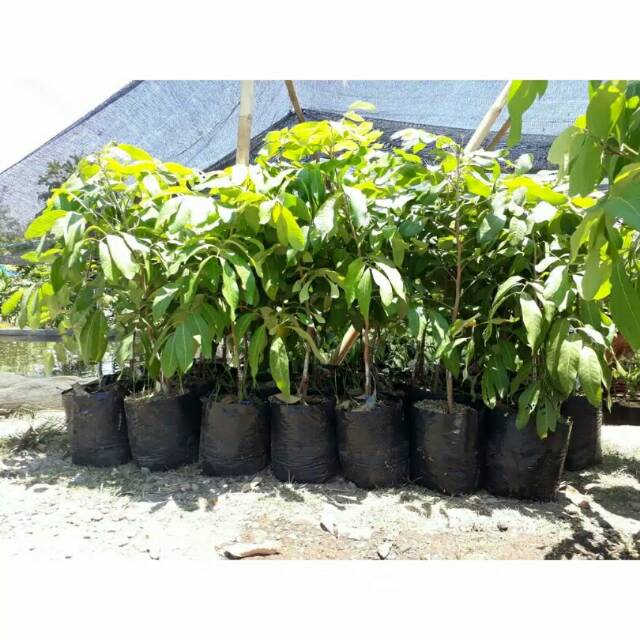 Jual Bibit tanaman buah kelengkeng cristalin rajin buah genjah dan mura ...