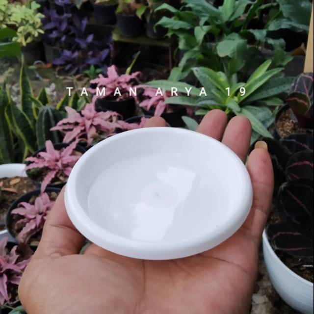 Jual tatak alas pot putih10 NKT | Shopee Indonesia
