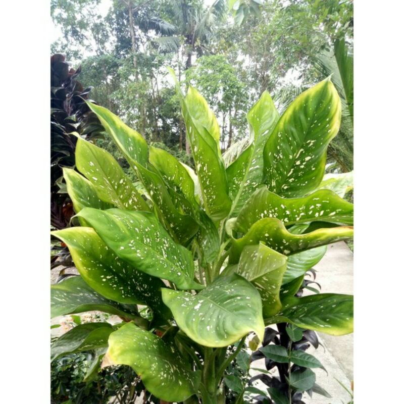 Jual Diven Beras Tumpah | Shopee Indonesia
