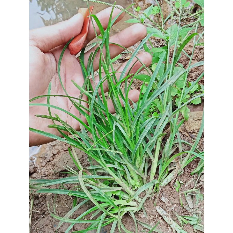Jual Tanaman Belulang / Rumput Jampang perpohon | Shopee Indonesia