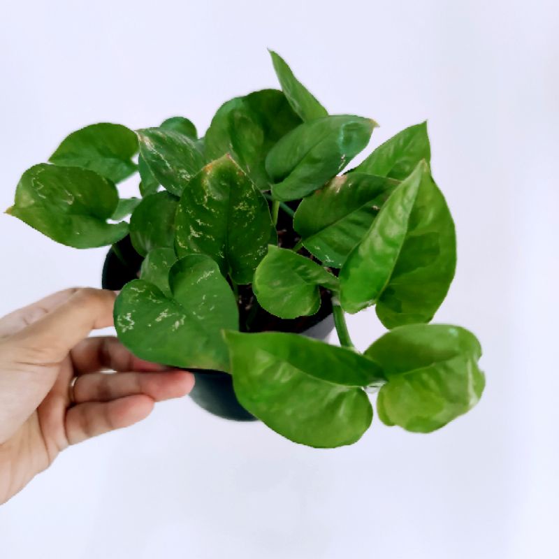 Jual MANJULA GOLDEN / MINT POTHOS | Shopee Indonesia
