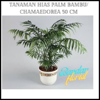 Jual palem bambu -Tanaman hias palm bambu- palem chamaedorea | Shopee ...