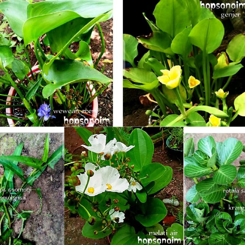 Jual benih & tanaman Melati air Sayur Genjer Wewean Eceng Kangkung ...