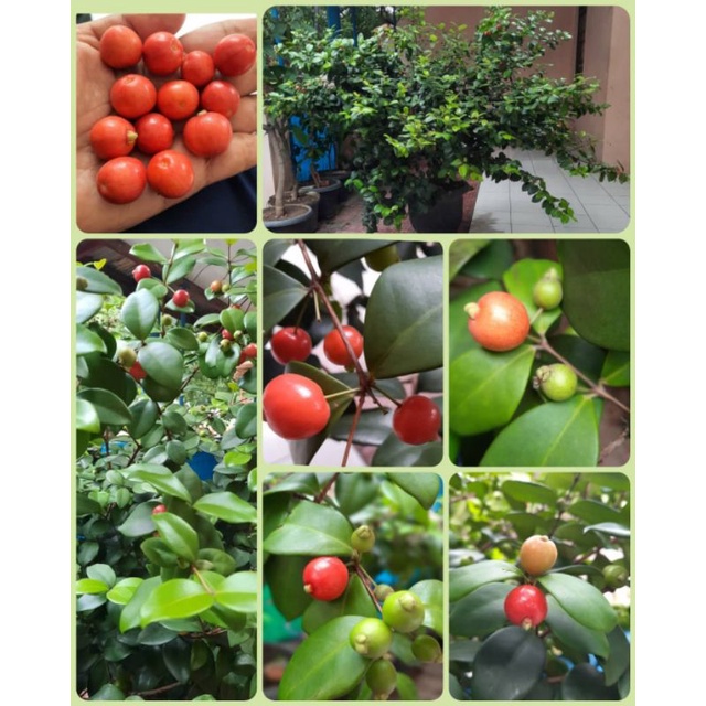 Jual Buah BEACH CHERRY - Bibit Tanaman Hidup Buah Beach Cherry - Pohon ...