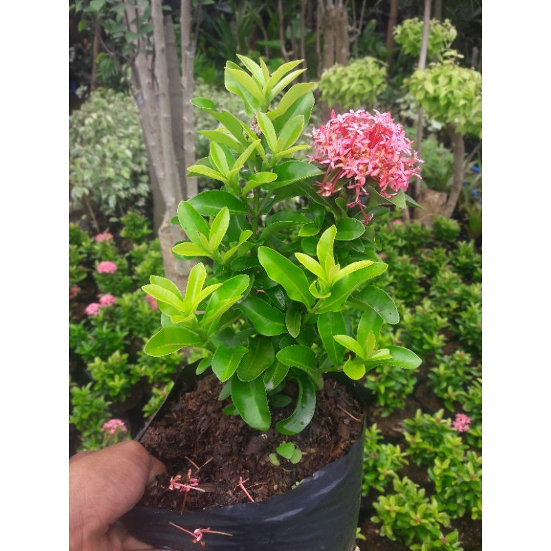 Jual pohon hias bunga asoka jambon | Shopee Indonesia